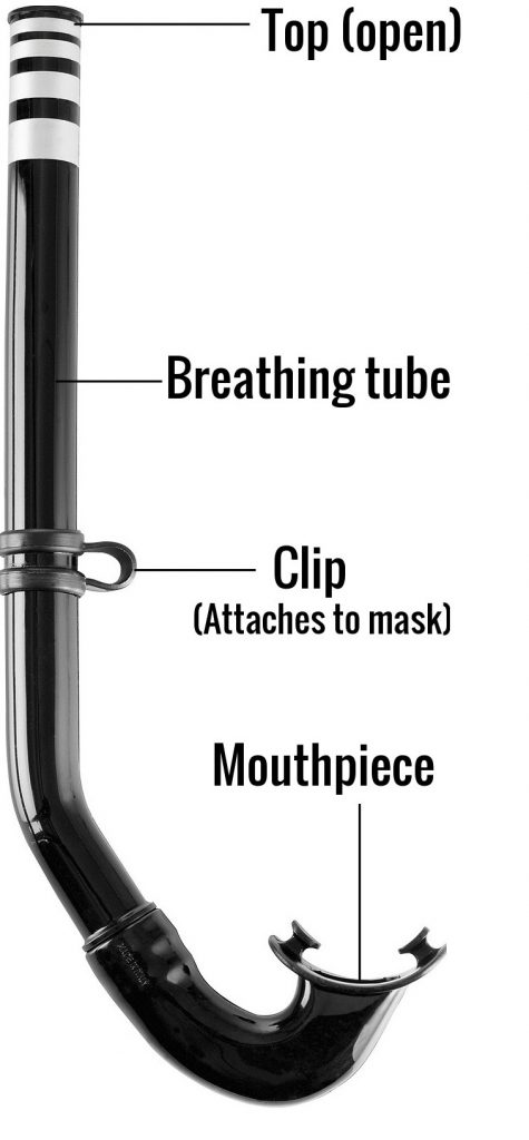 Snorkeling vs Scuba Diving – The Definitive Guide – Settle Outdoor